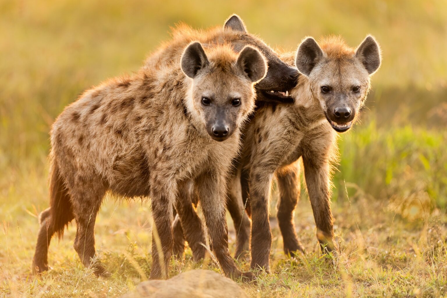 Dream Meaning of Hyenas