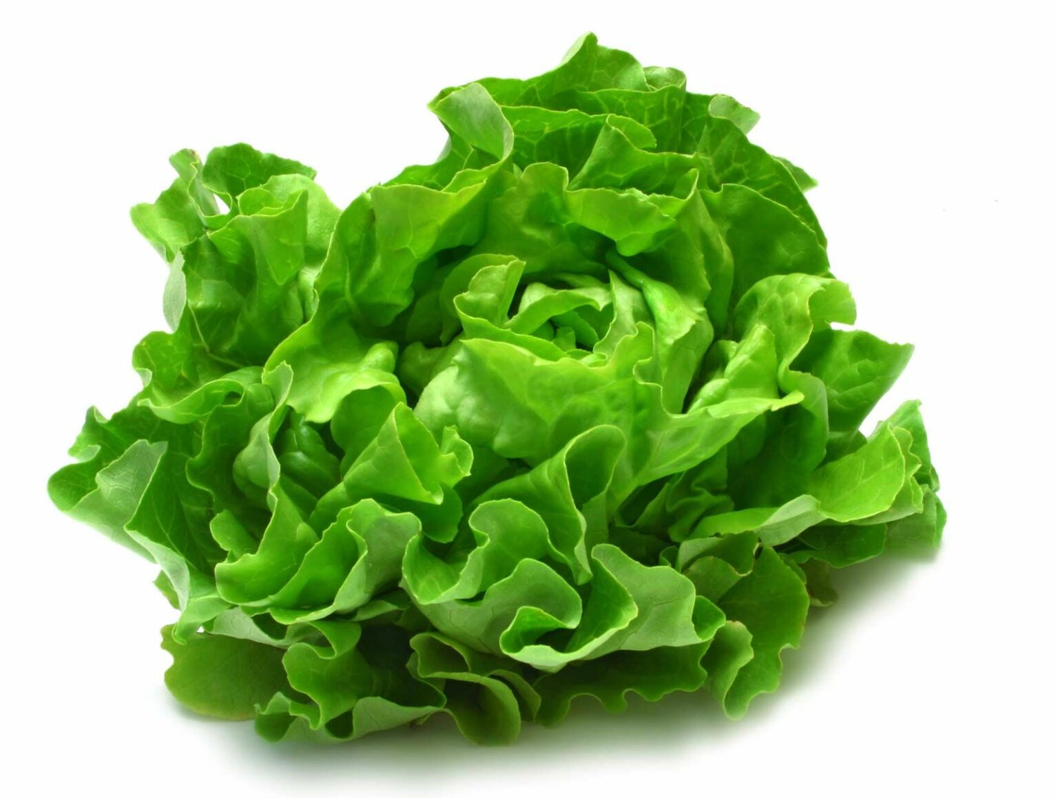 Dream Meaning of Lettuce
