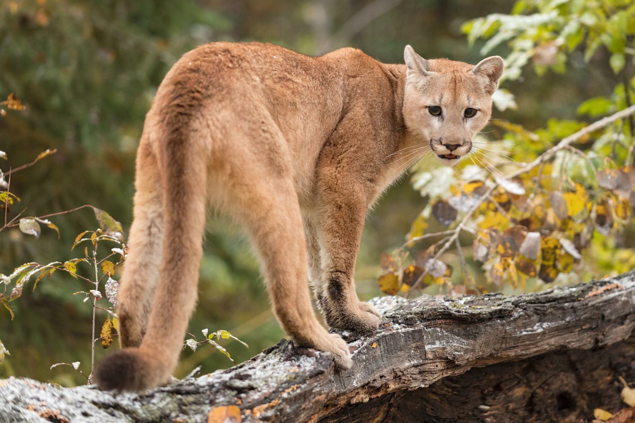 Dream Meaning of Puma